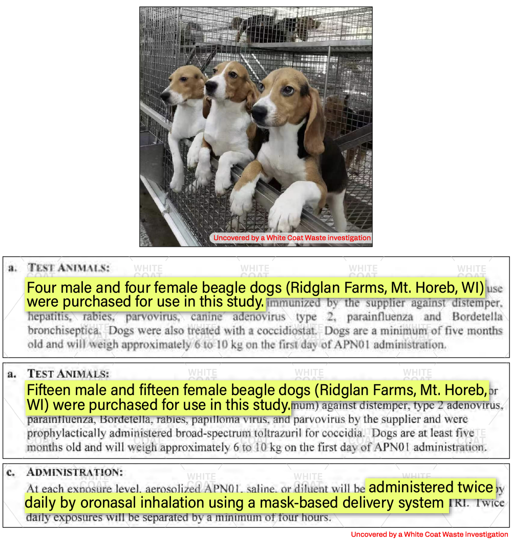 WCW Investigation: Abusive Ridglan Farms Beagle Mill Sells Puppies to ...
