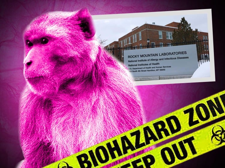 WCW Exposes Accidents with Deadly Viruses at NIH Animal Lab (UPDATED ...