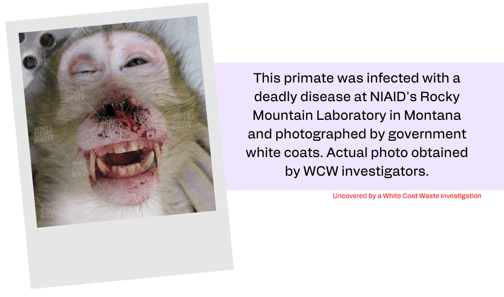 WCW Exposes Accidents with Deadly Viruses at NIH Animal Lab (UPDATED ...