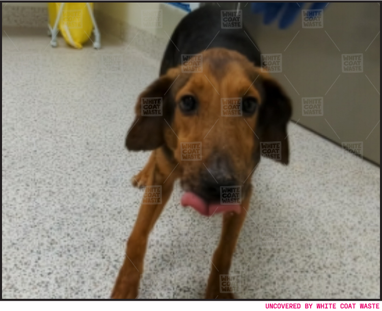 WCW Investigation: NIH-Funded Lab Breeds Dogs for Deadly Muscular ...