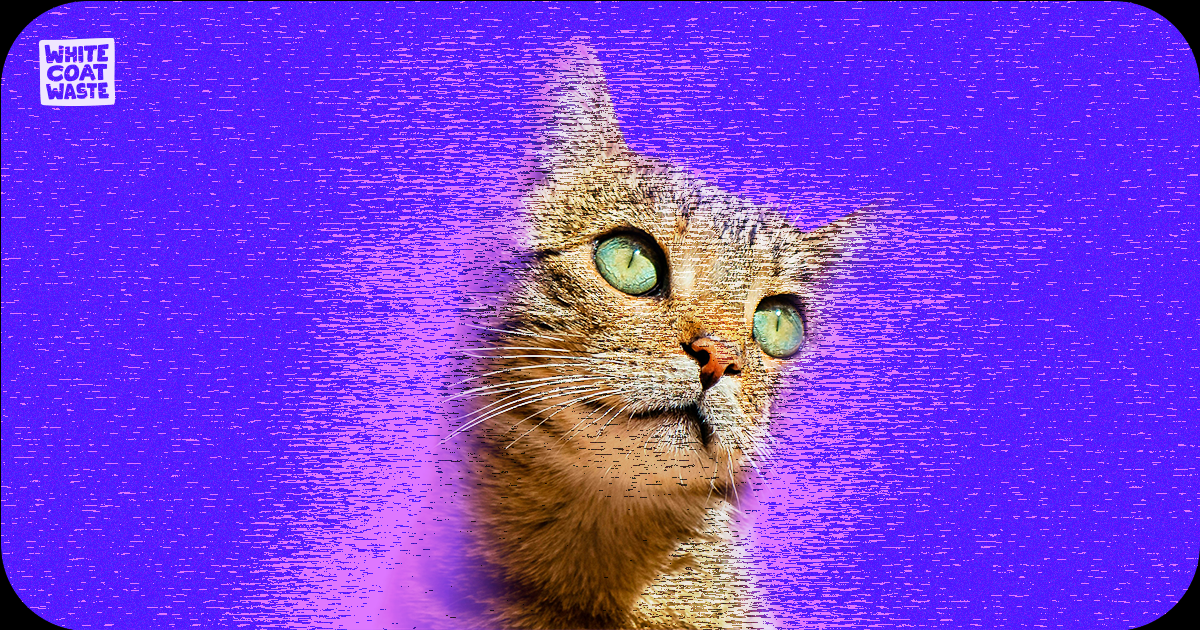 WCW Investigation: Tiny Kittens Tortured in NIH-Funded University of ...