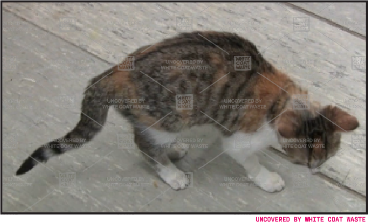 WCW Investigation: Tiny Kittens Tortured in NIH-Funded University of ...